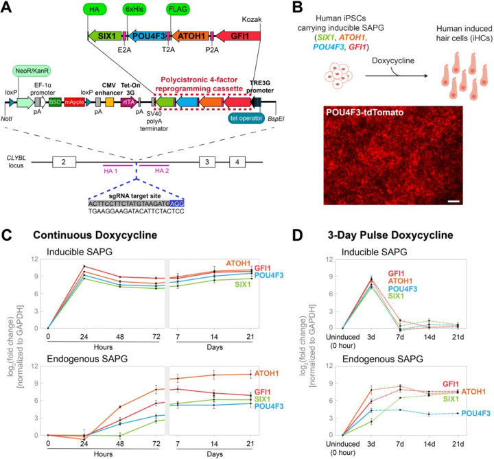 Inducible, virus-free direct lineage reprogramming enhances scalable generation of human inner ...