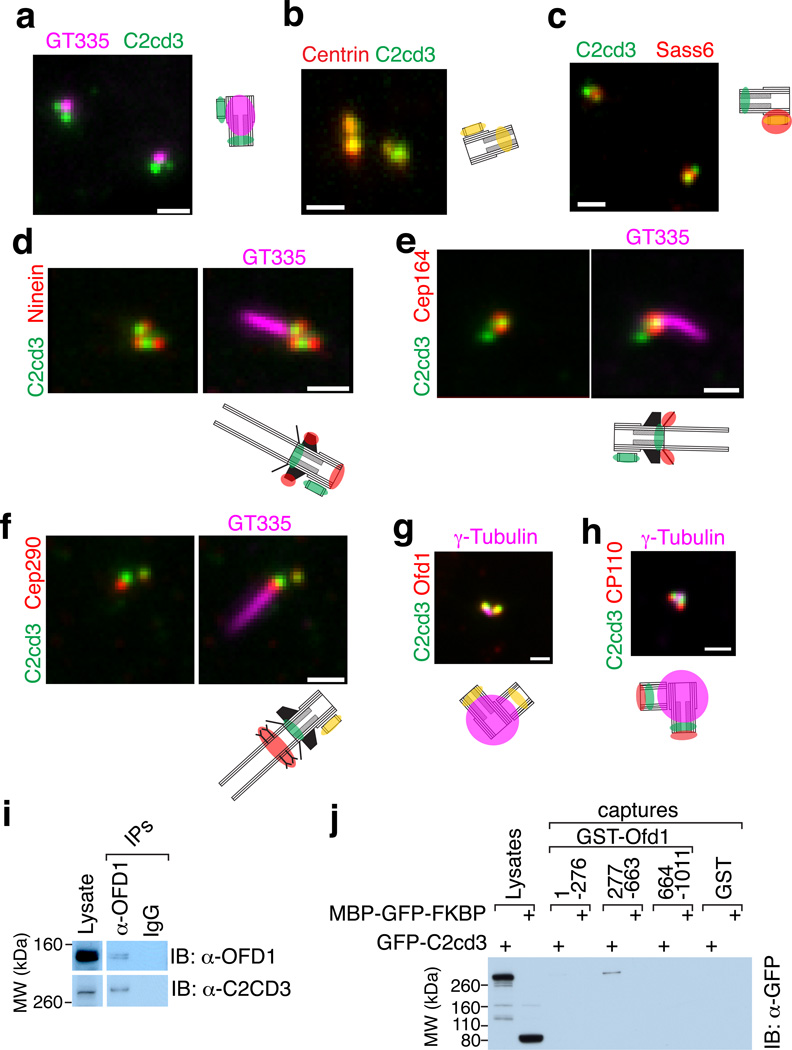 The oral-facial-digital syndrome gene C2CD3 encodes a positive ...