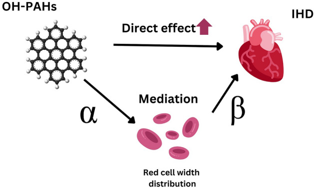 Association between polycyclic aromatic hydrocarbons exposure with red cell width distribution ...