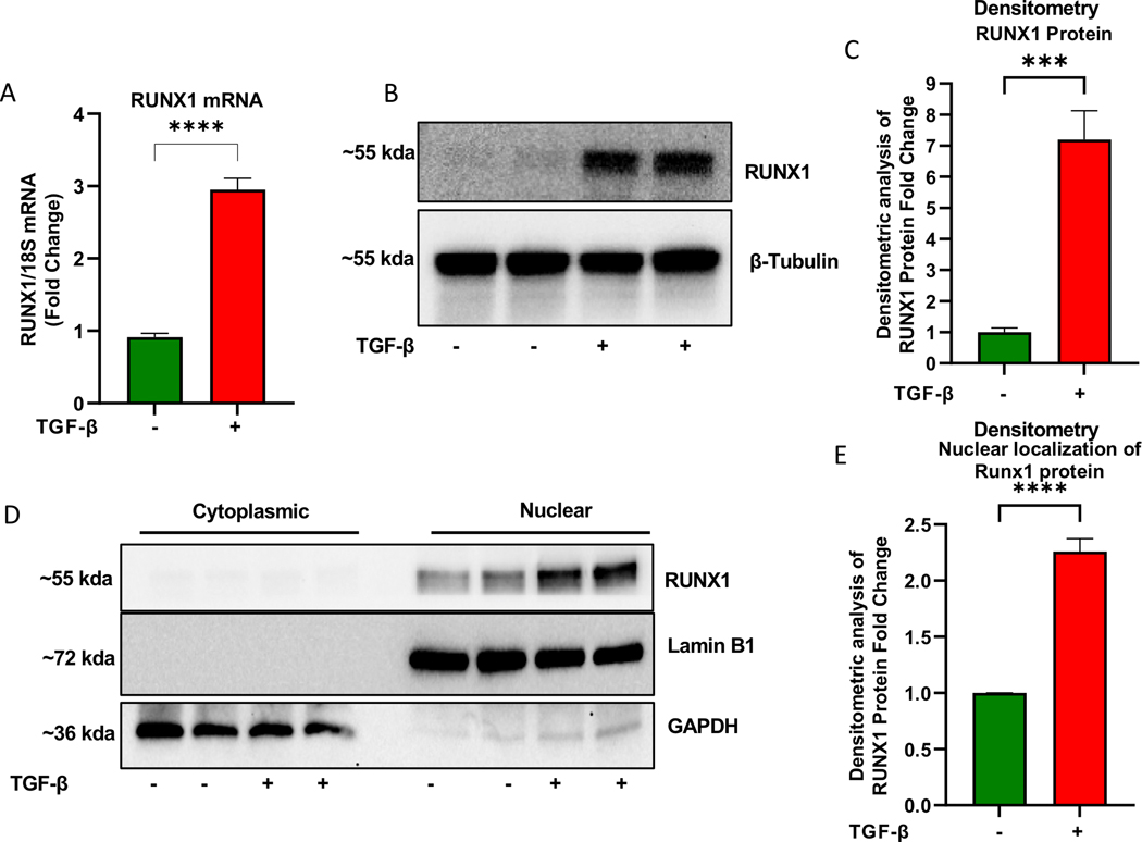 Inhibition of RUNX1 blocks the differentiation of lung fibroblasts to myofibroblasts - PMC