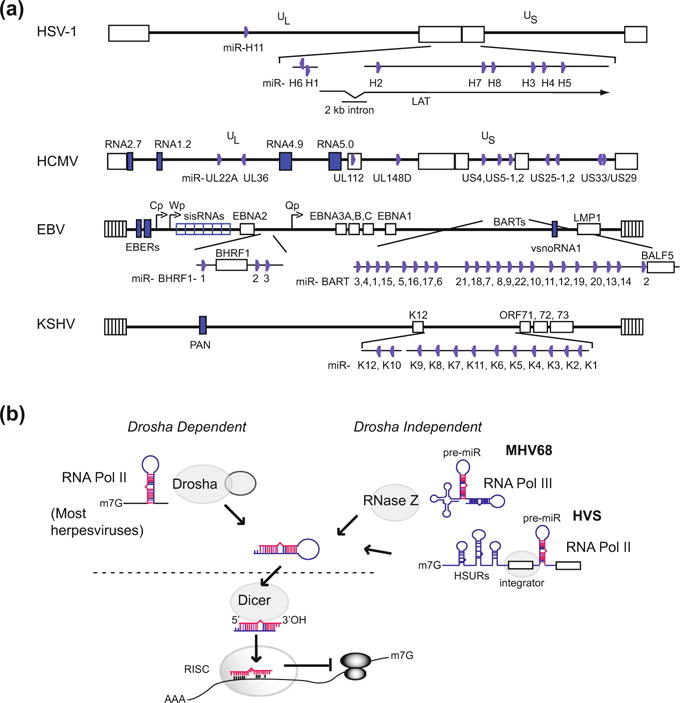 Roles of Non-coding RNAs During Herpesvirus Infection - PMC