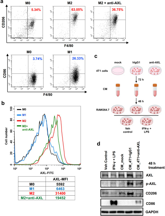 AXL antibody and AXL-ADC mediate antitumor efficacy via targeting AXL in tumor-intrinsic ...