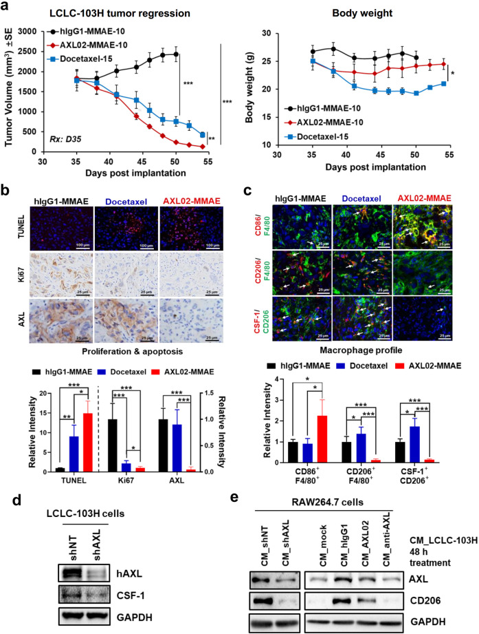 AXL antibody and AXL-ADC mediate antitumor efficacy via targeting AXL in tumor-intrinsic ...