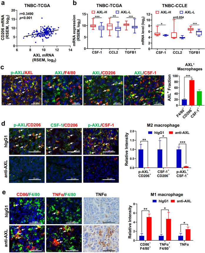 AXL antibody and AXL-ADC mediate antitumor efficacy via targeting AXL in tumor-intrinsic ...
