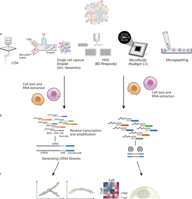 Recent developments in application of single-cell RNA sequencing in the ...