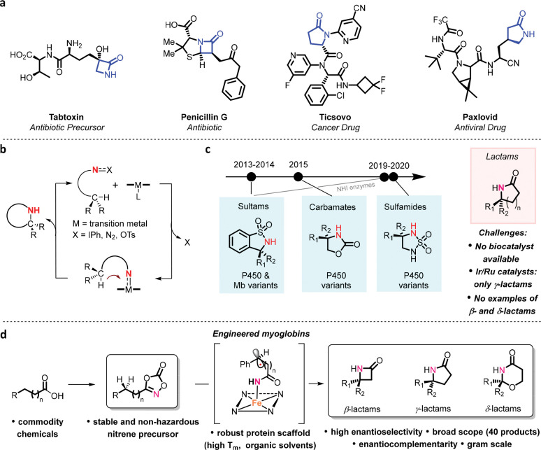 Stereoselective Construction of β-, γ-, and δ-Lactam Rings via Enzymatic C–H Amidation - PMC