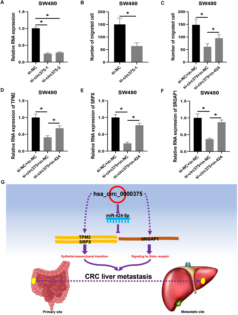In silico whole-transcriptome analysis reveals a potential hsa_circ_0000375-miR-424-5p-TPM2/SRPX ...