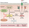Iron Metabolism in Cardiovascular Disease: Physiology, Mechanisms, and ...
