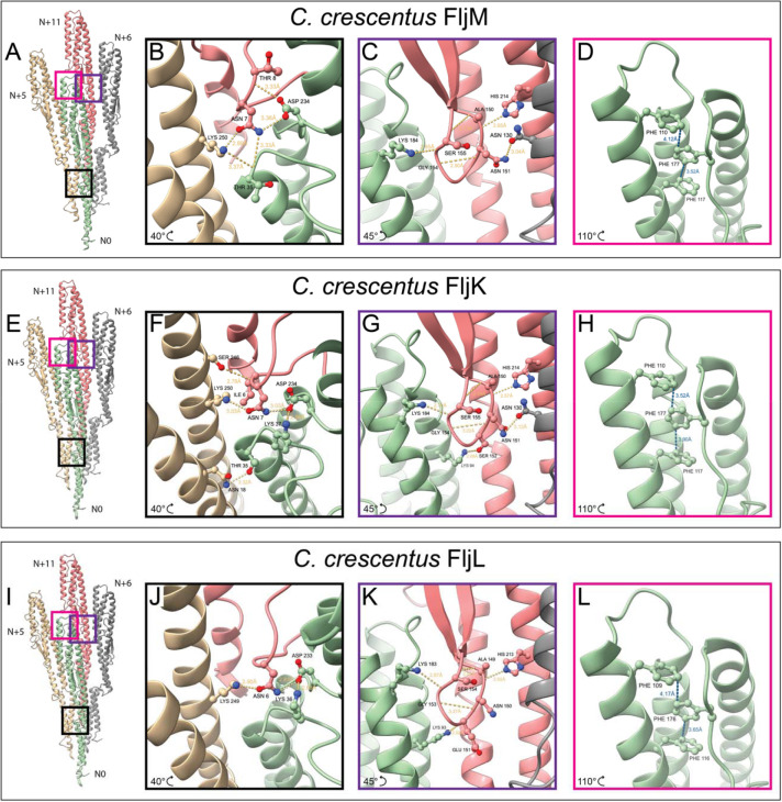 Atomic-level architecture of Caulobacter crescentus flagellar filaments provide evidence for ...