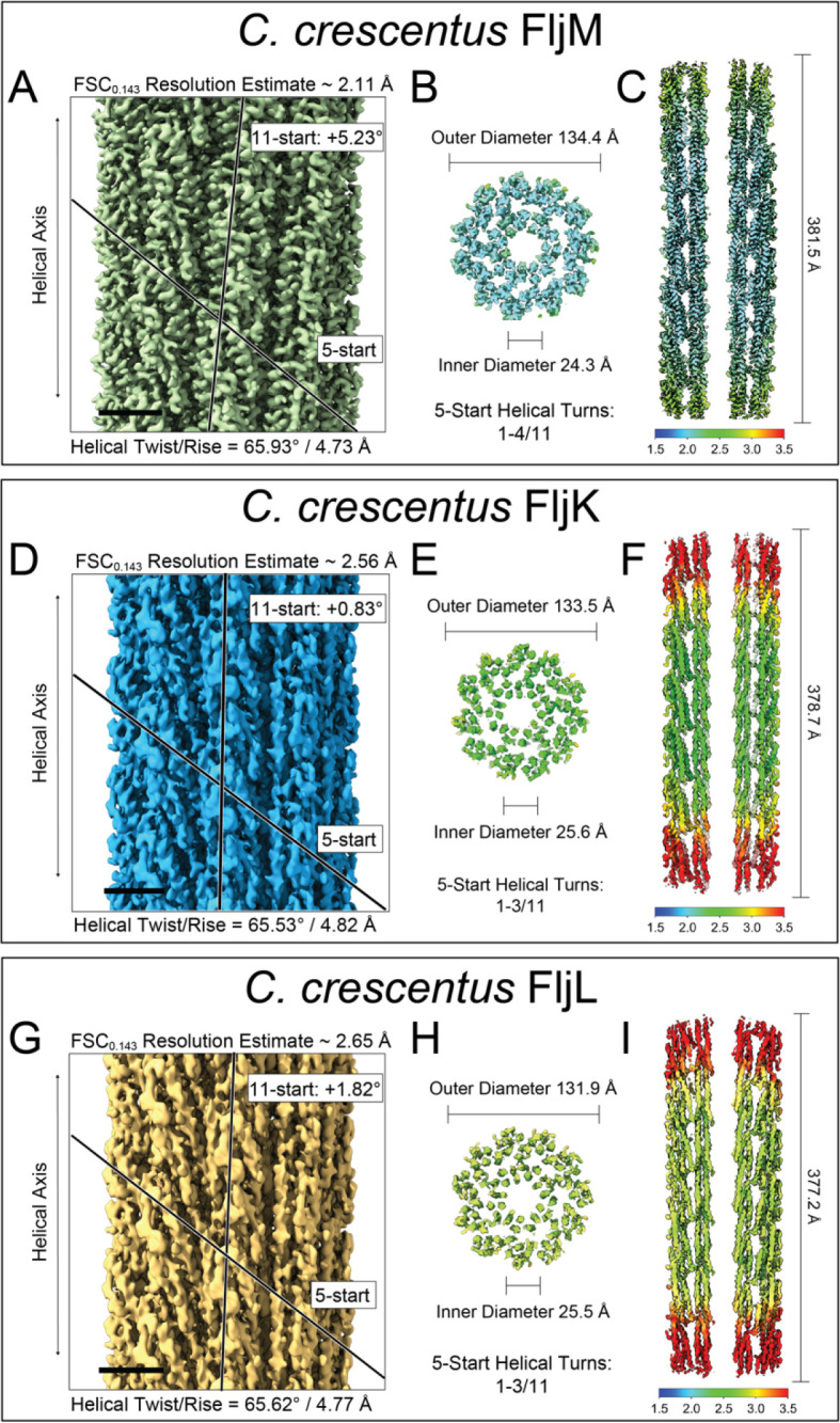 Atomic-level architecture of Caulobacter crescentus flagellar filaments provide evidence for ...