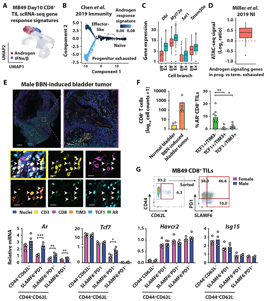 Androgen Conspires With The Cd8 T Cell Exhaustion Program And