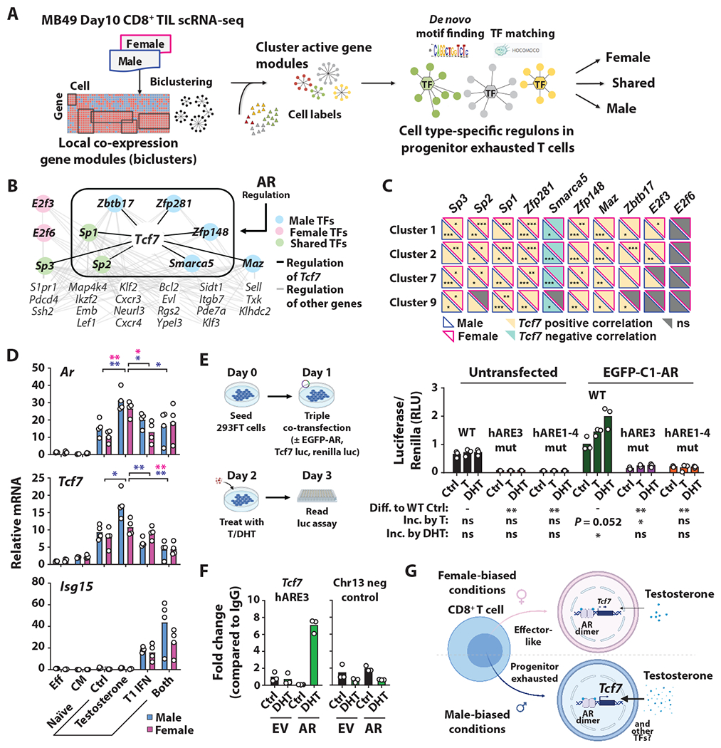Androgen Conspires With The Cd8 T Cell Exhaustion Program And