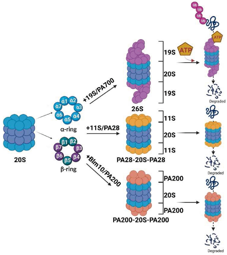 The role of proteasomes in tumorigenesis - PMC