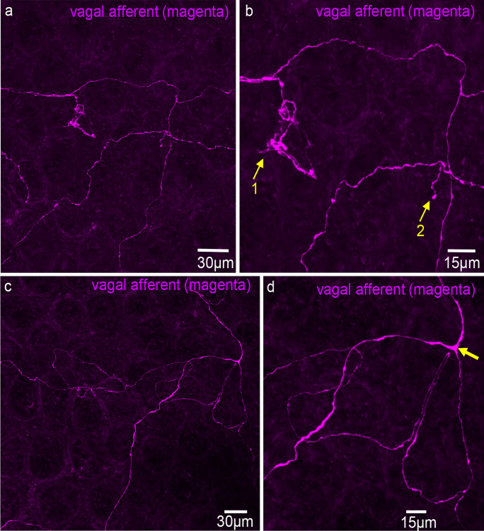 Identification of vagal afferent nerve endings in the mouse colon and their spatial relationship ...