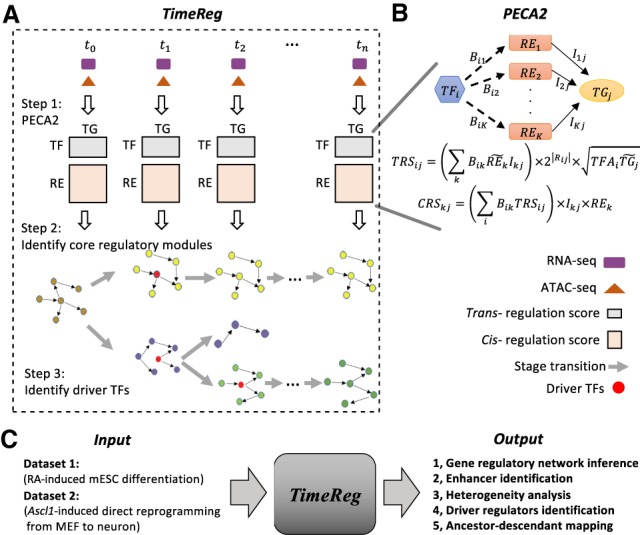 Time course regulatory analysis based on paired expression and chromatin accessibility data - PMC
