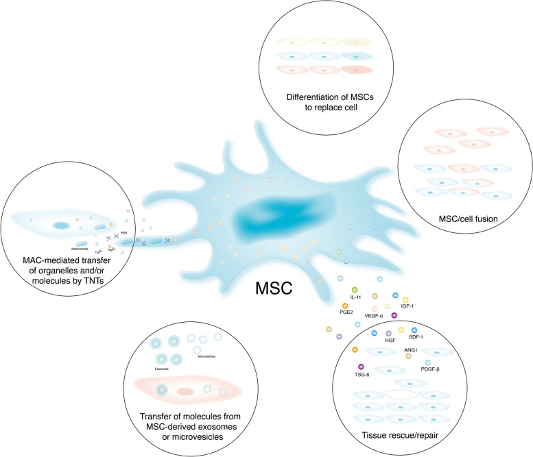 The role of MSCs and CAR-MSCs in cellular immunotherapy - PMC