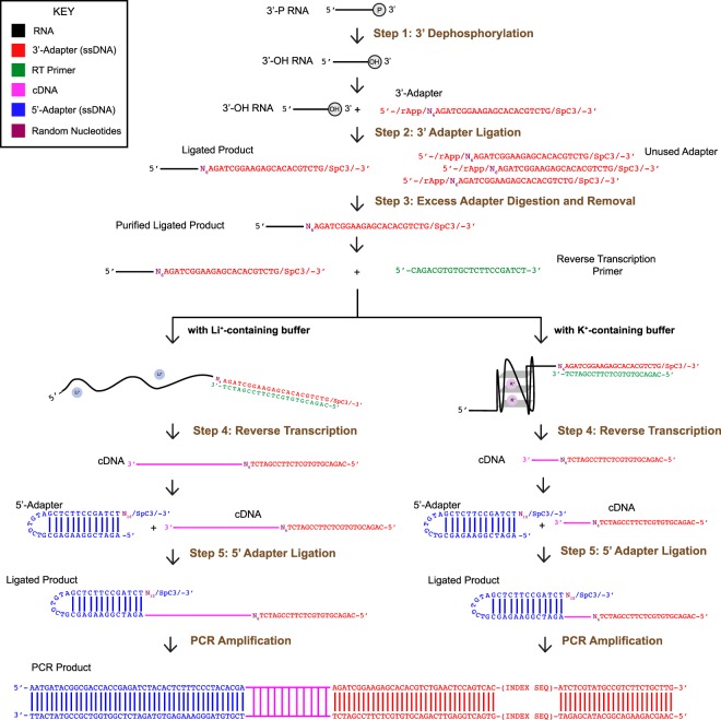 Systematic evaluation and optimization of the experimental steps in RNA G-quadruplex structure ...