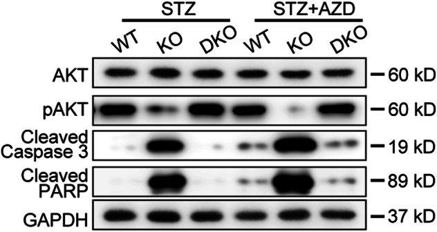 Correction: STAT3 dictates β-cell apoptosis by modulating PTEN in ...