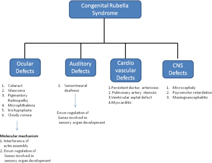 Molecular aspects of the teratogenesis of rubella virus - PMC