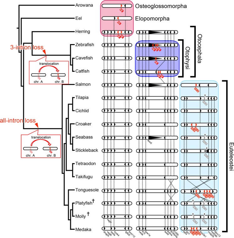 Translocation of promoter-conserved hatching enzyme genes with intron ...