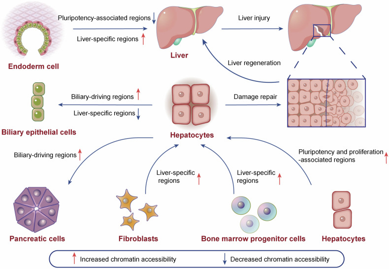 Chromatin accessibility: biological functions, molecular mechanisms and therapeutic application ...