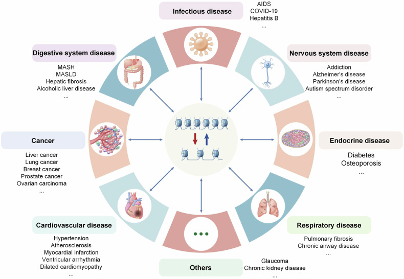 Chromatin accessibility: biological functions, molecular mechanisms and therapeutic application ...