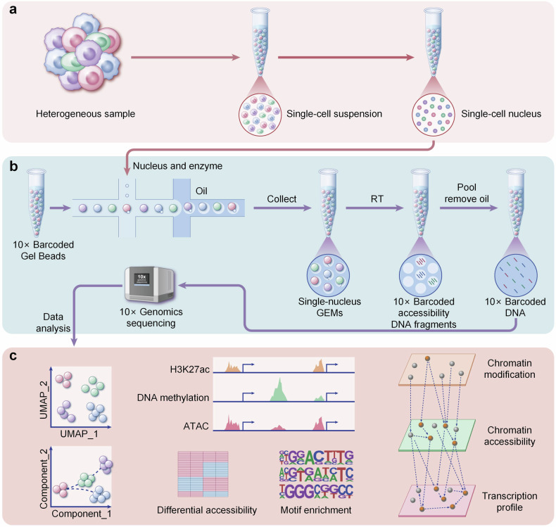 Chromatin accessibility: biological functions, molecular mechanisms and therapeutic application ...
