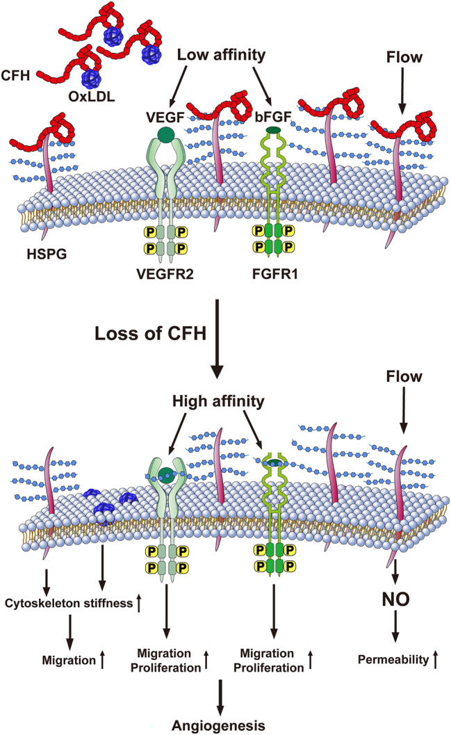 Complement factor H in molecular regulation of angiogenesis - PMC