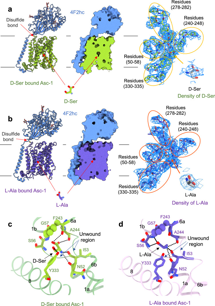 Cryo-EM structure of the human Asc-1 transporter complex - PMC