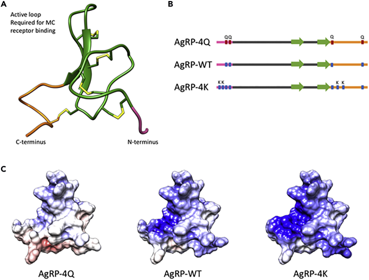Charge Characteristics of Agouti-Related Protein Implicate Potent ...