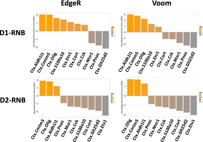 Nucleus Accumbens Pathways Control Cell Specific Gene Expression In The Medial Prefrontal Cortex