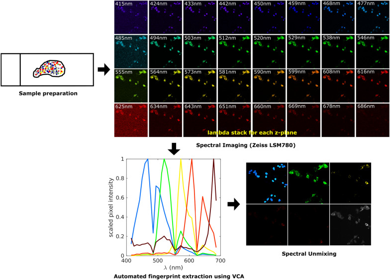 SUFI: an automated approach to spectral unmixing of fluorescent multiplex images captured in ...