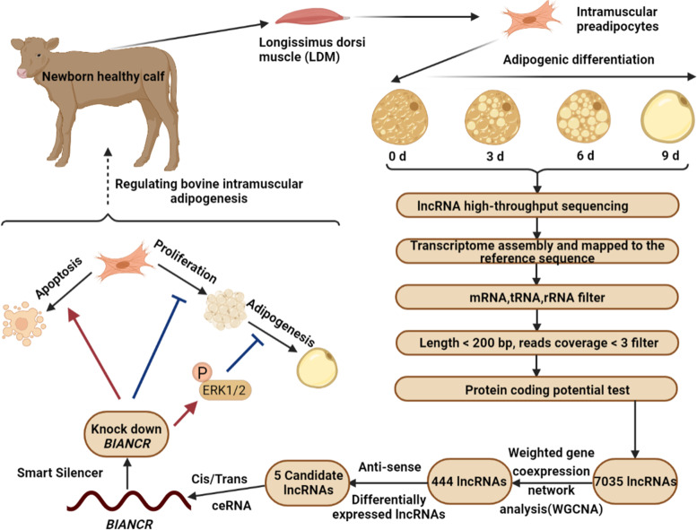 RNA-seq analysis reveals the critical role of the novel lncRNA BIANCR ...