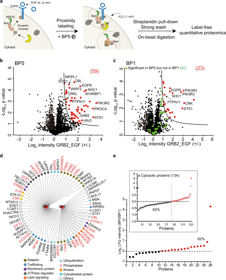 Spatiotemporal Profiling Of Cytosolic Signaling Complexes In Living Cells By Selective Proximity