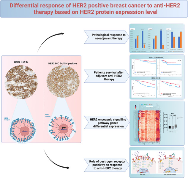 Differential response of HER2-positive breast cancer to anti-HER2 therapy based on HER2 protein ...