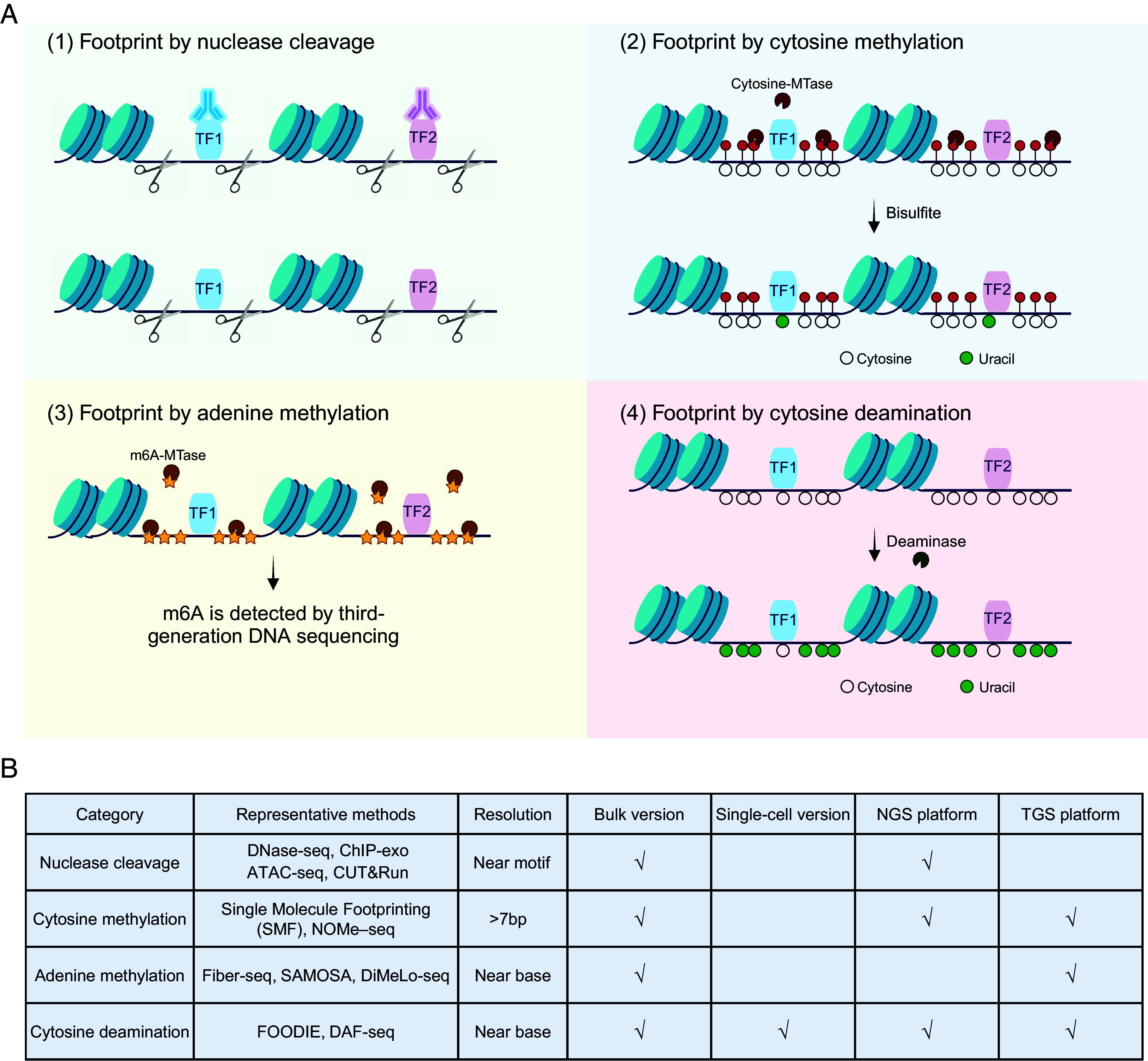 Efficient, scalable, and near-nucleotide-resolution profiling of protein occupancy in the genome ...