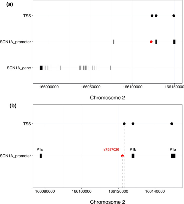 SCN1A overexpression, associated with a genomic region marked by a risk variant for a common ...