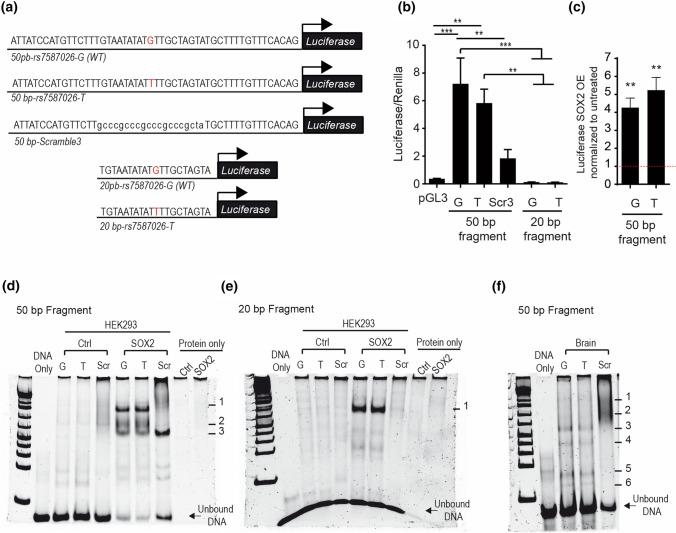 SCN1A overexpression, associated with a genomic region marked by a risk variant for a common ...