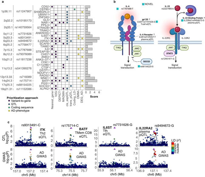 Multi-ancestry Genome-Wide Association Meta-Analysis Identifies Novel Loci in Atopic Dermatitis ...