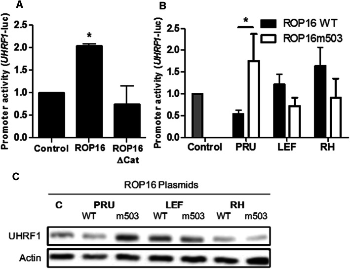 Toxoplasma gondii ROP16 kinase silences the cyclin B1 gene promoter by ...