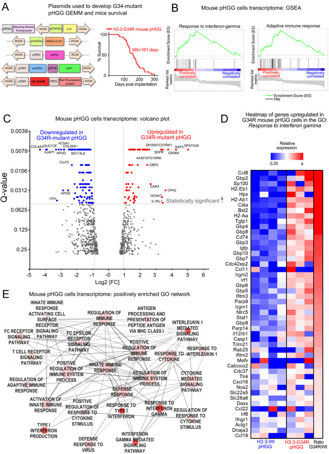 H3.3-G34R Mutation-Mediated Epigenetic Reprogramming Leads to Enhanced Efficacy of Immune ...