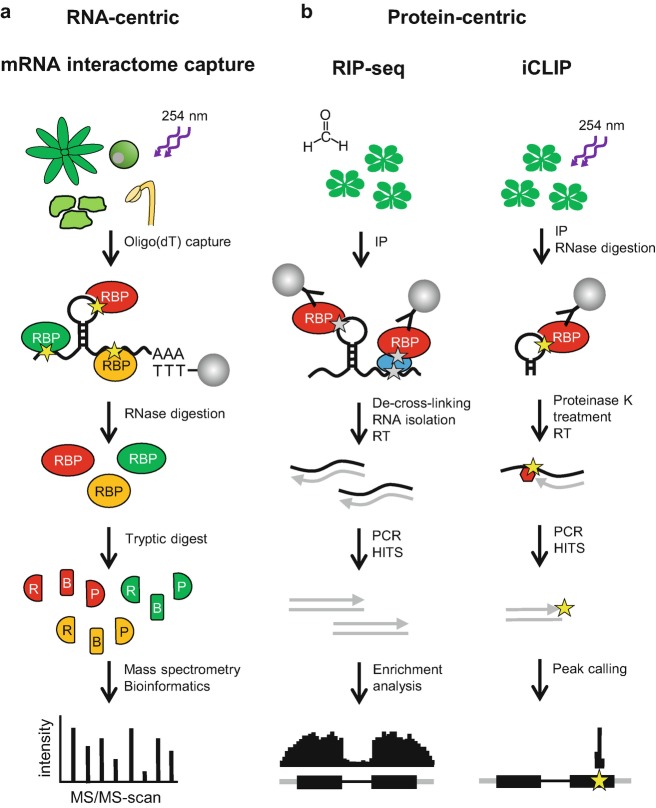 Systems Approaches to Map In Vivo RNA–Protein Interactions in Arabidopsis thaliana - PMC