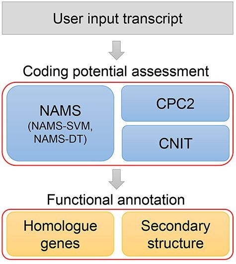 NAMS webserver: coding potential assessment and functional annotation of plant transcripts - PMC