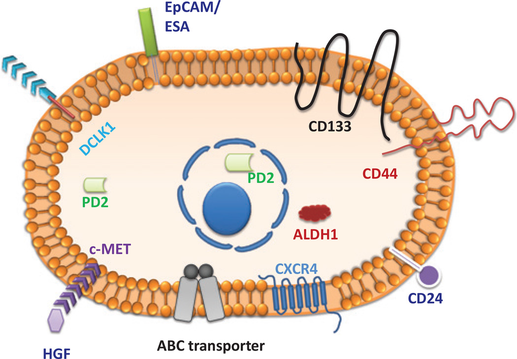 A Concise Review On The Current Understanding Of Pancreatic Cancer Stem