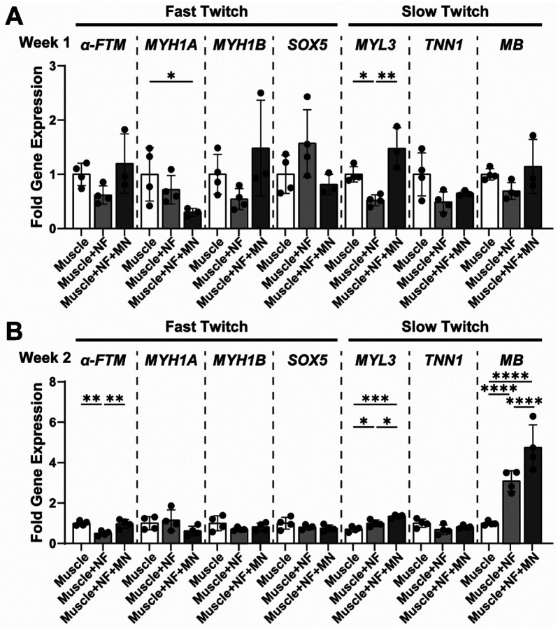 Human iPSC-derived motor neuron innervation enhances the differentiation of muscle bundles ...