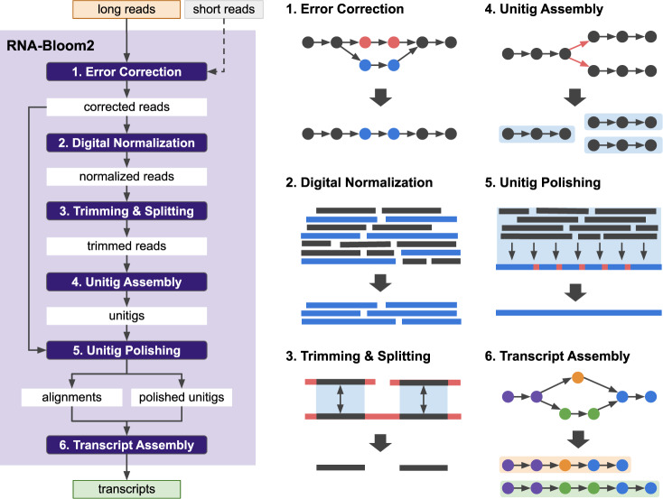 Reference-free assembly of long-read transcriptome sequencing data with RNA-Bloom2 - PMC