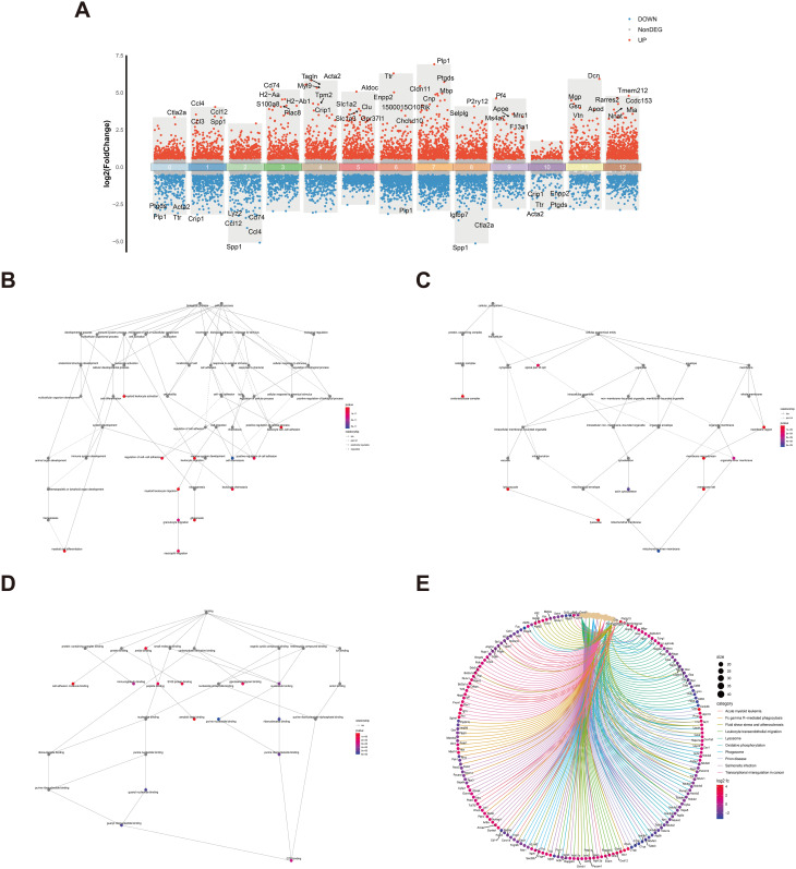 Integrating machine learning and single-cell transcriptomic analysis to identify potential ...