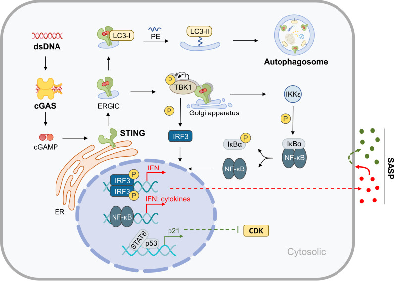 Sting Signaling In Inflammaging A New Target Against Musculoskeletal
