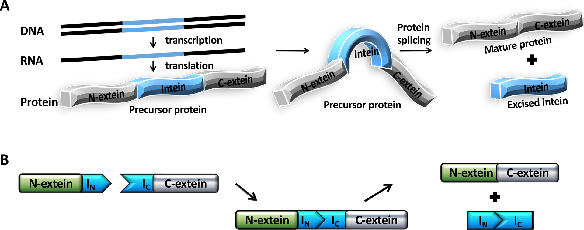 Biotechnological applications of protein splicing - PMC