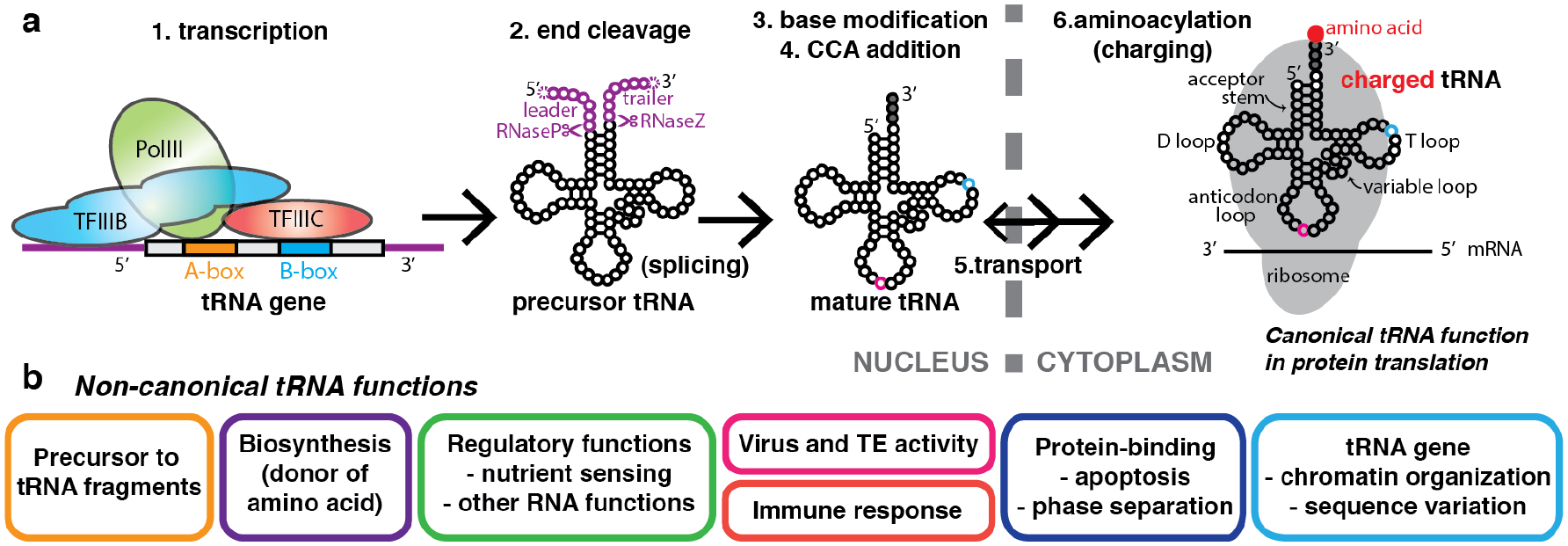 Non-canonical roles of tRNAs: tRNA fragments and beyond - PMC